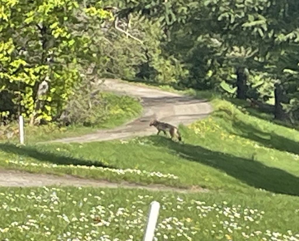 West Seattle Blog… | Coyotes