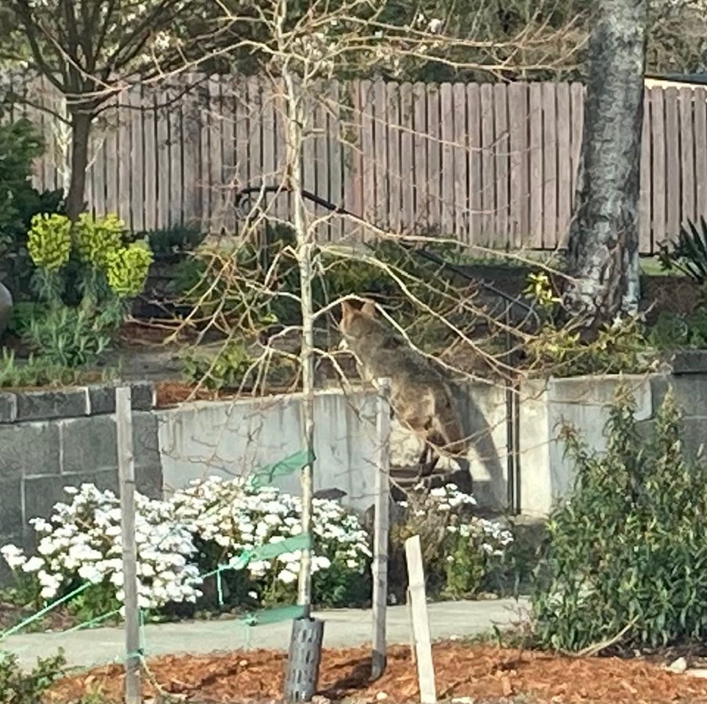 West Seattle Blog… | Coyotes