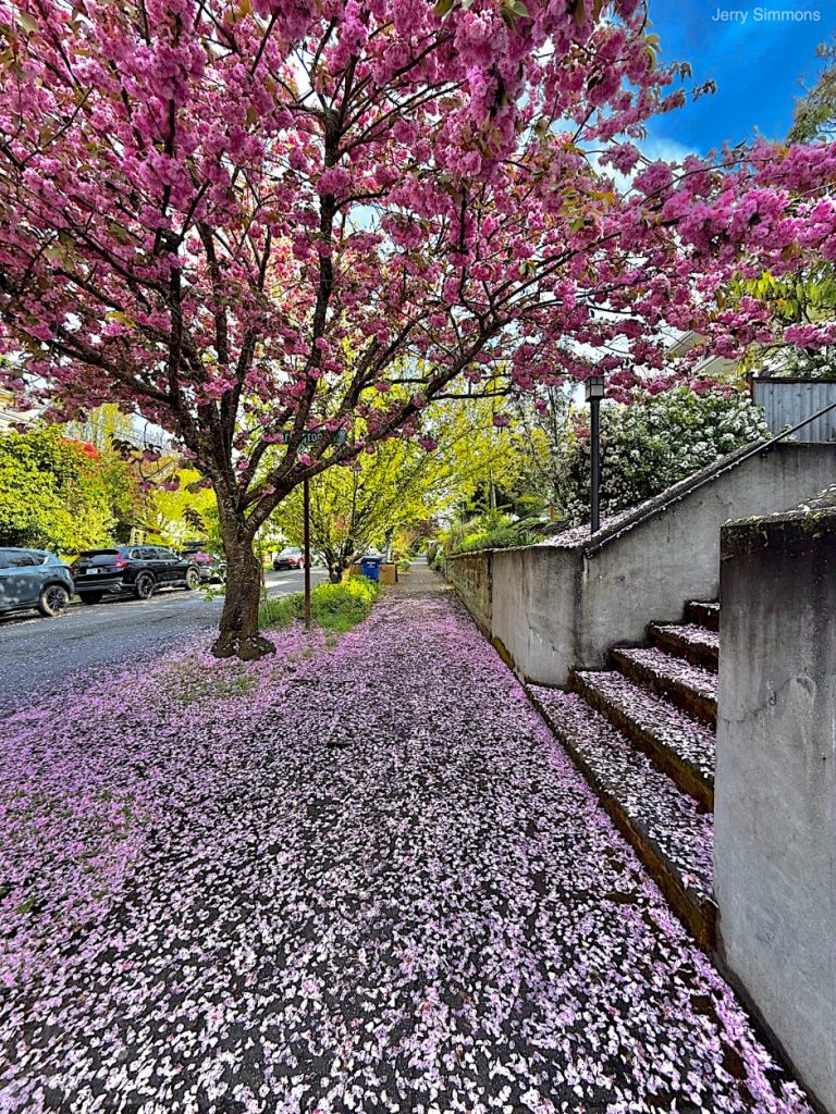West Seattle Blog…