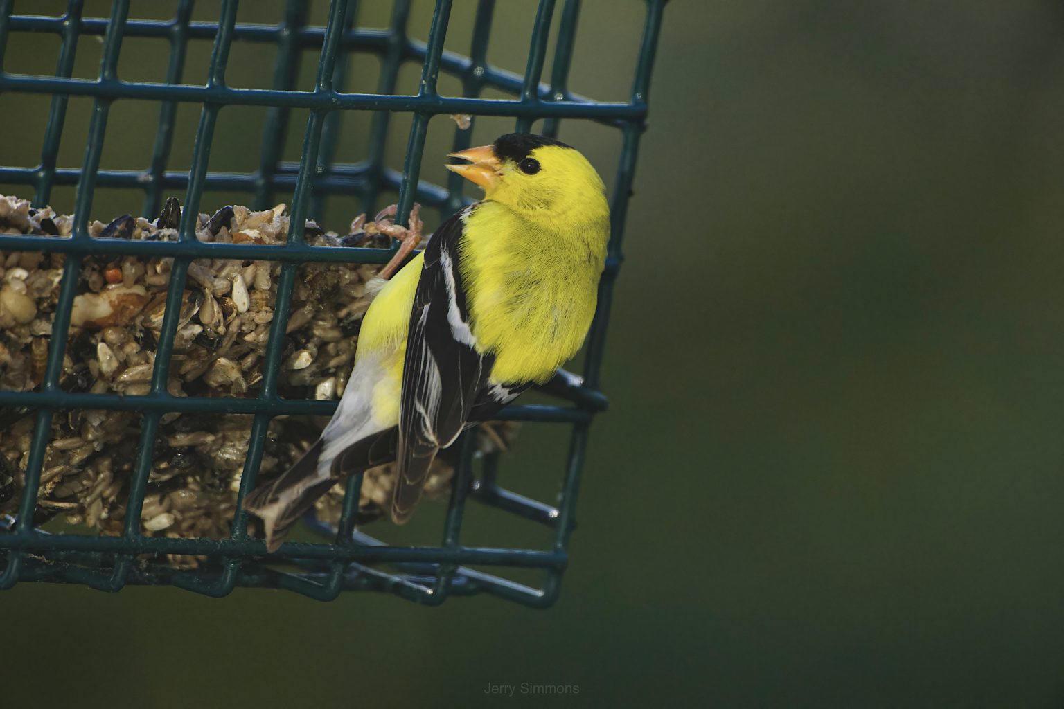 West Seattle Blog… | WEST SEATTLE BIRDS: 10 views!