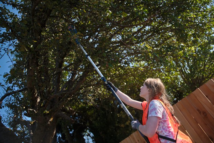 West Seattle Blog… | PHOTOS: Fruit from dozens of local trees donated ...