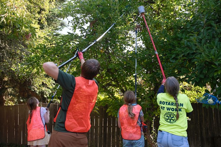 West Seattle Blog… | PHOTOS: Fruit from dozens of local trees donated ...