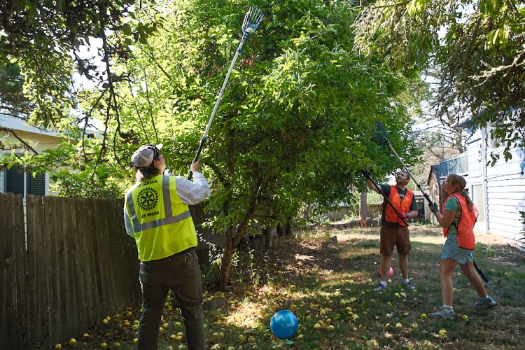 West Seattle Blog… | PHOTOS: Fruit from dozens of local trees donated ...