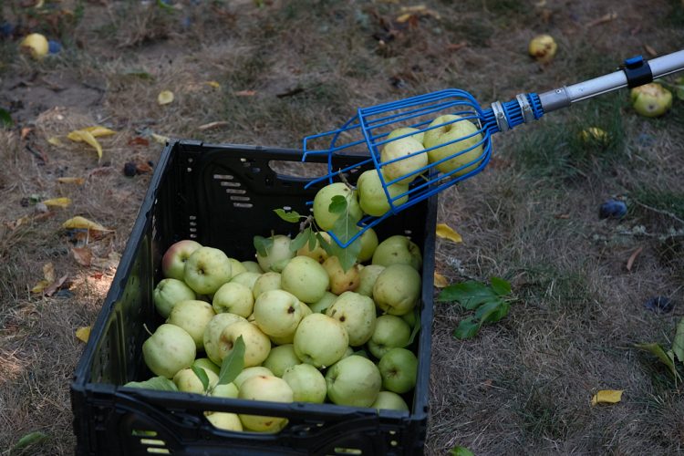 West Seattle Blog… | PHOTOS: Fruit from dozens of local trees donated ...