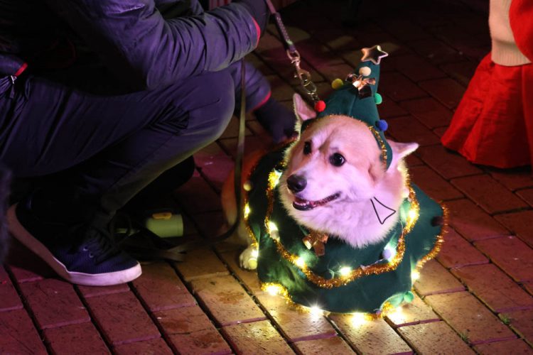 West Seattle Blog… | REPORT #2: Cat wins pet-costume contest at West ...