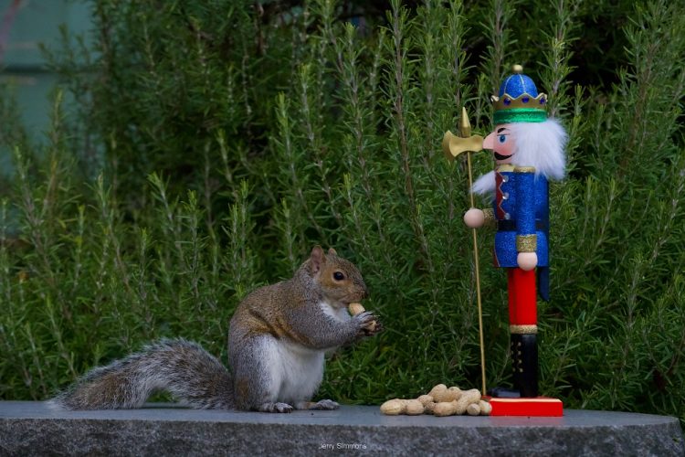 INVITATION: Christmas morning bird/nature walk @ Lincoln Park - Seattle ...