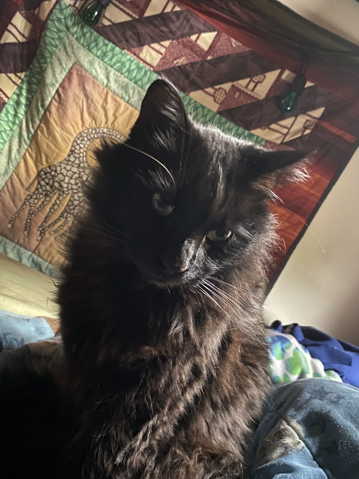 West Seattle Blog… | LOST CAT: Looking for Timber