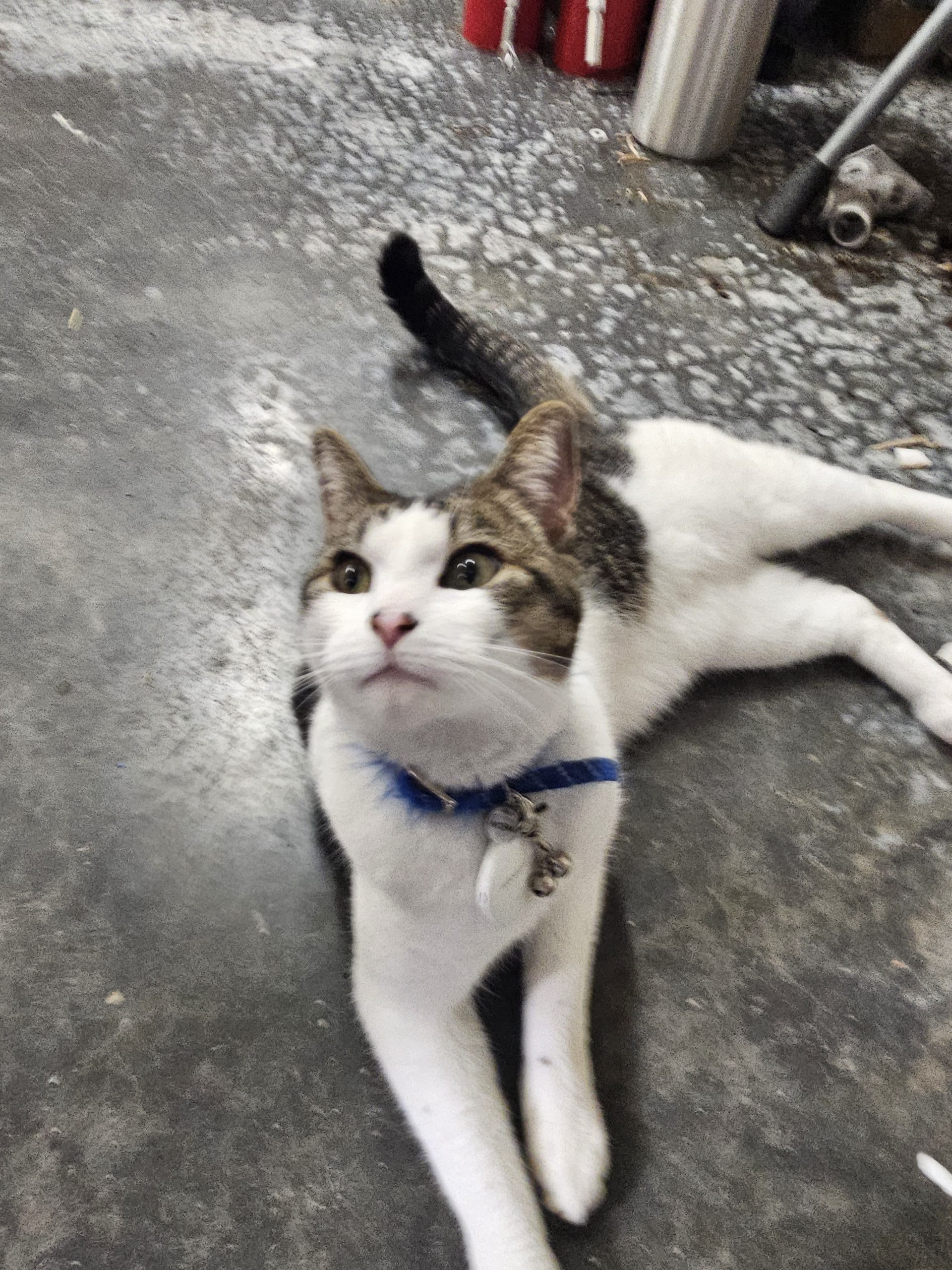West Seattle Blog… | FOUND CAT: Puget Ridge