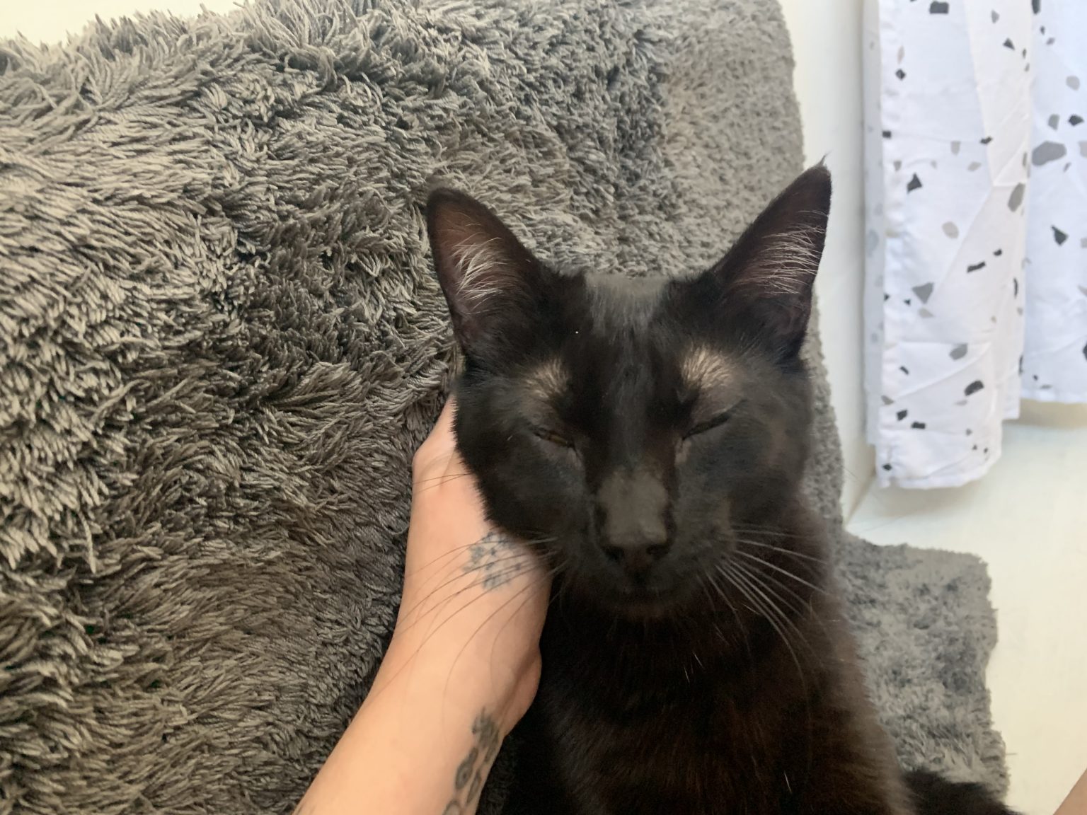 West Seattle Blog… | FOUND CAT: Off SW Barton