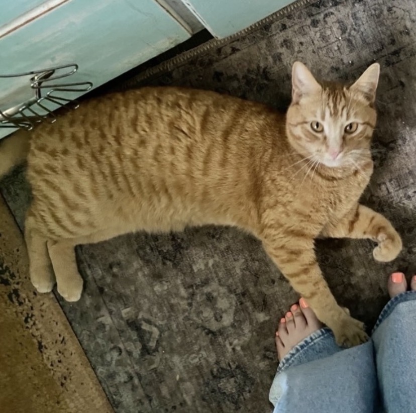 West Seattle Blog… | LOST CAT: Seen Bob?