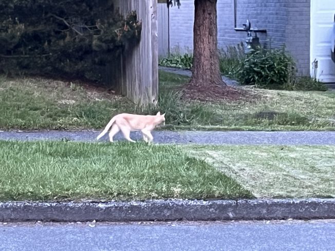 West Seattle Blog… | SIGHTING: Possible lost cat
