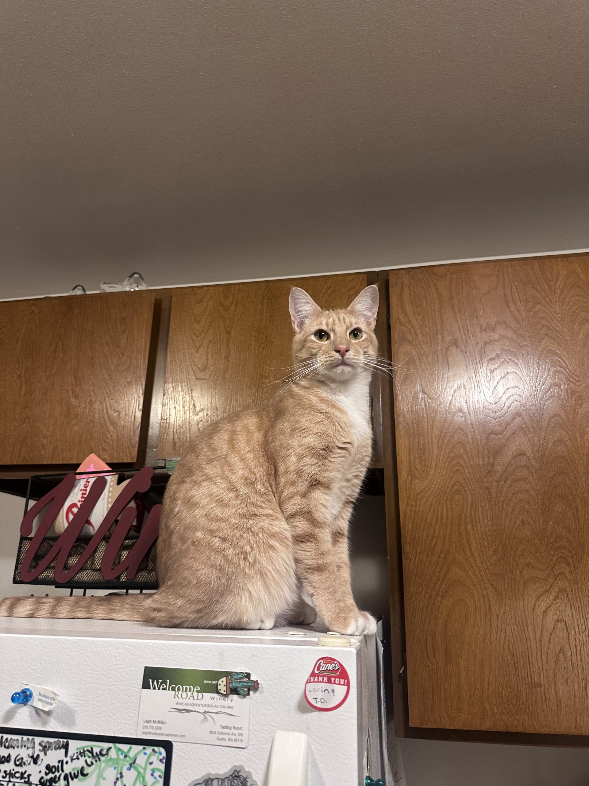 West Seattle Blog… | LOST CAT: Looking for Cheese