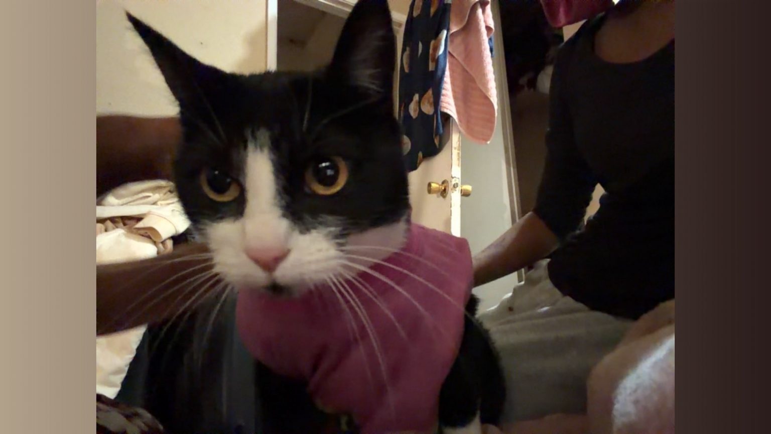 West Seattle Blog… | LOST CAT: Looking for Nusra