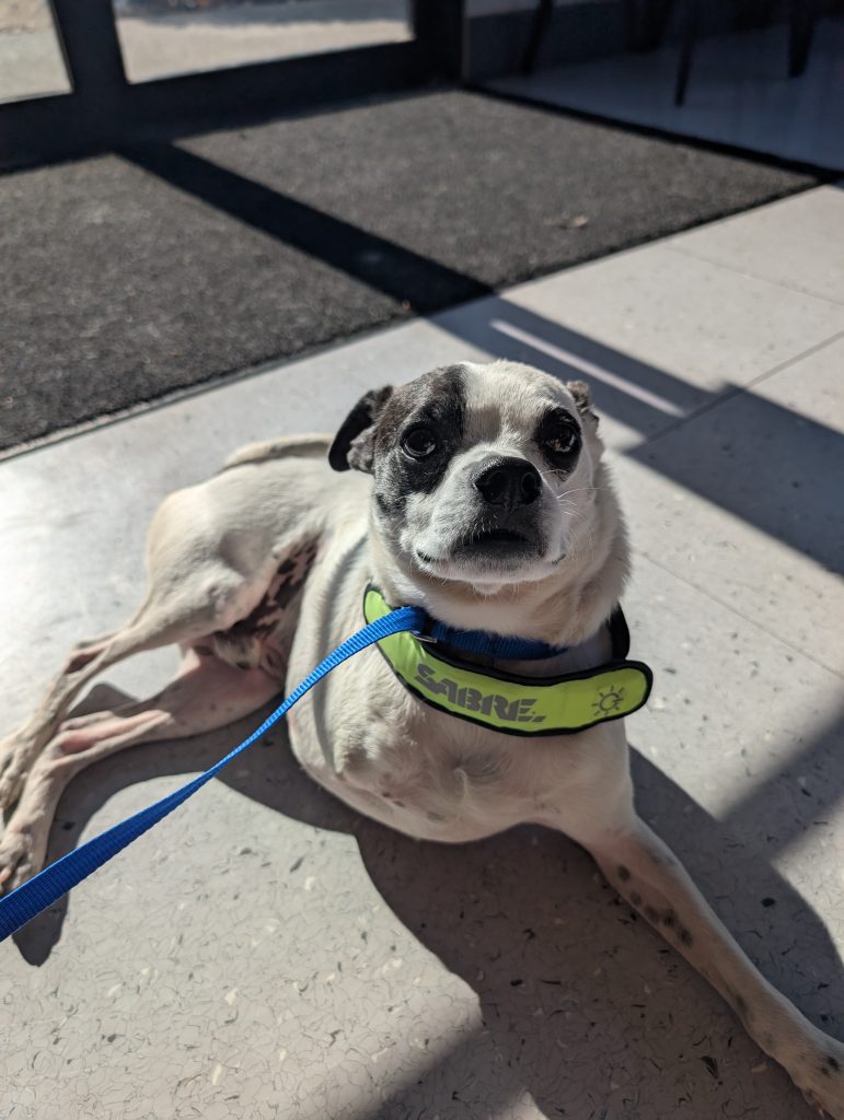 West Seattle Blog… | FOUND DOG: 16th/Barton