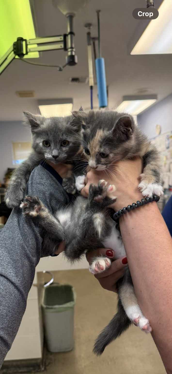 West Seattle Blog… | FOUND KITTENS: At clinic