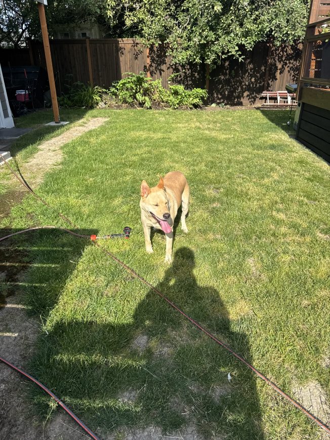 West Seattle Blog… | FOUND DOG: Near Holy Family