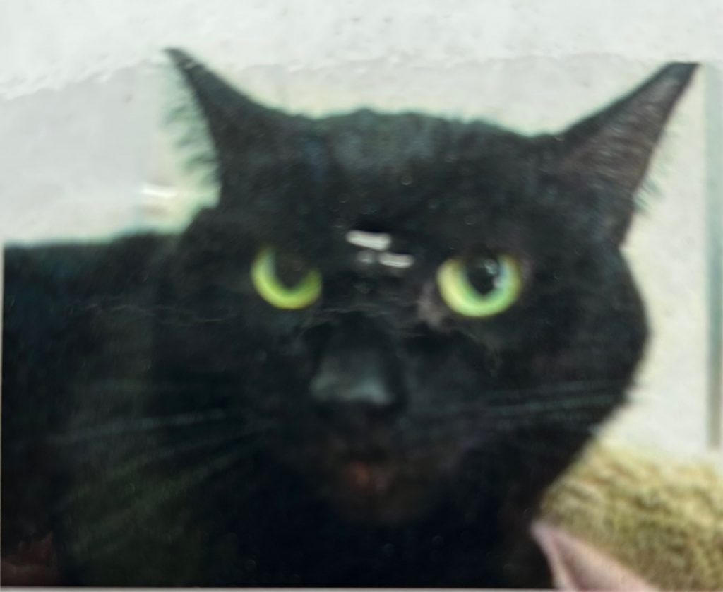 West Seattle Blog… | LOST CAT: Looking for Heidi