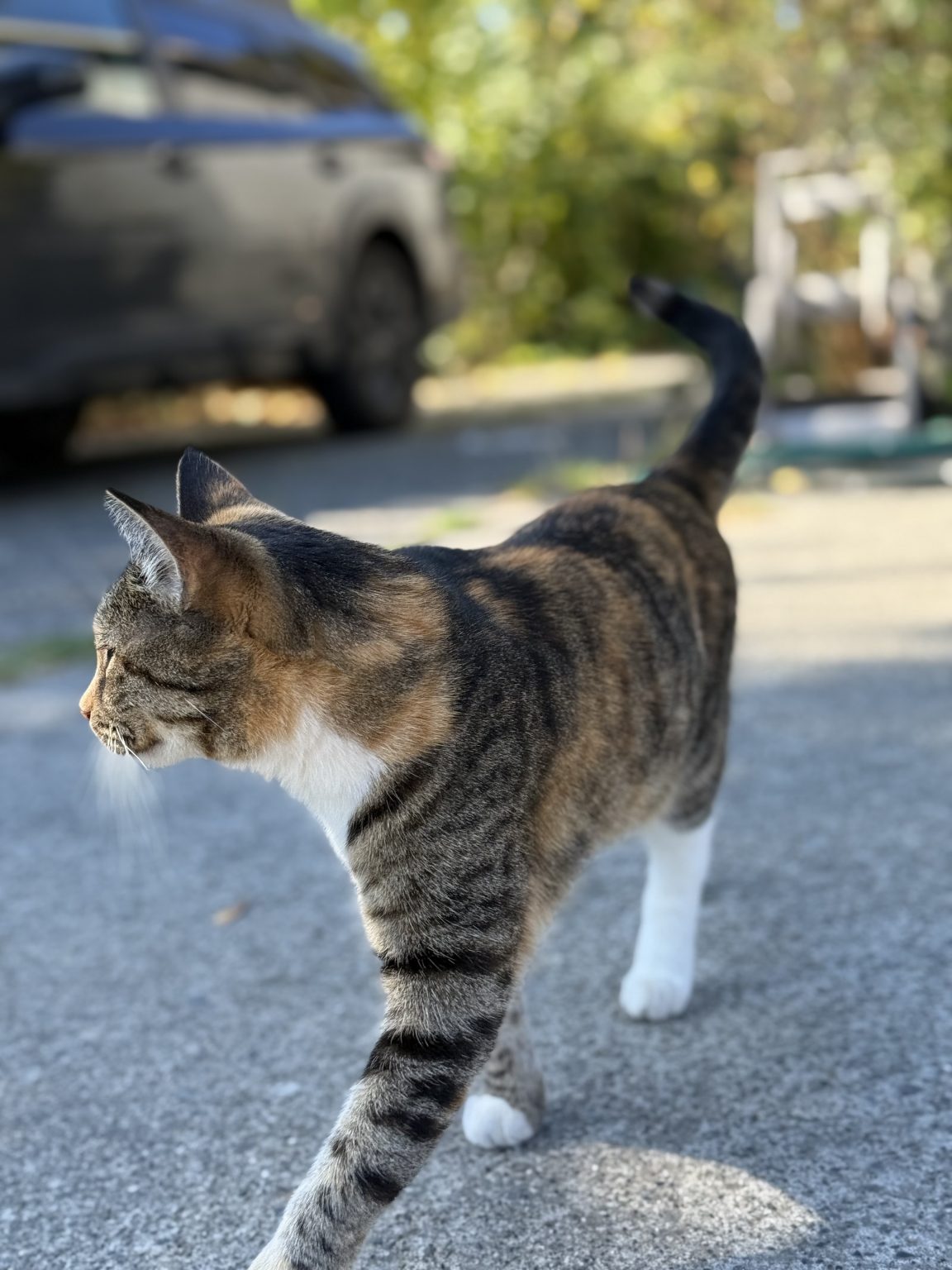 West Seattle Blog… | LOST CAT: Looking for Cleo