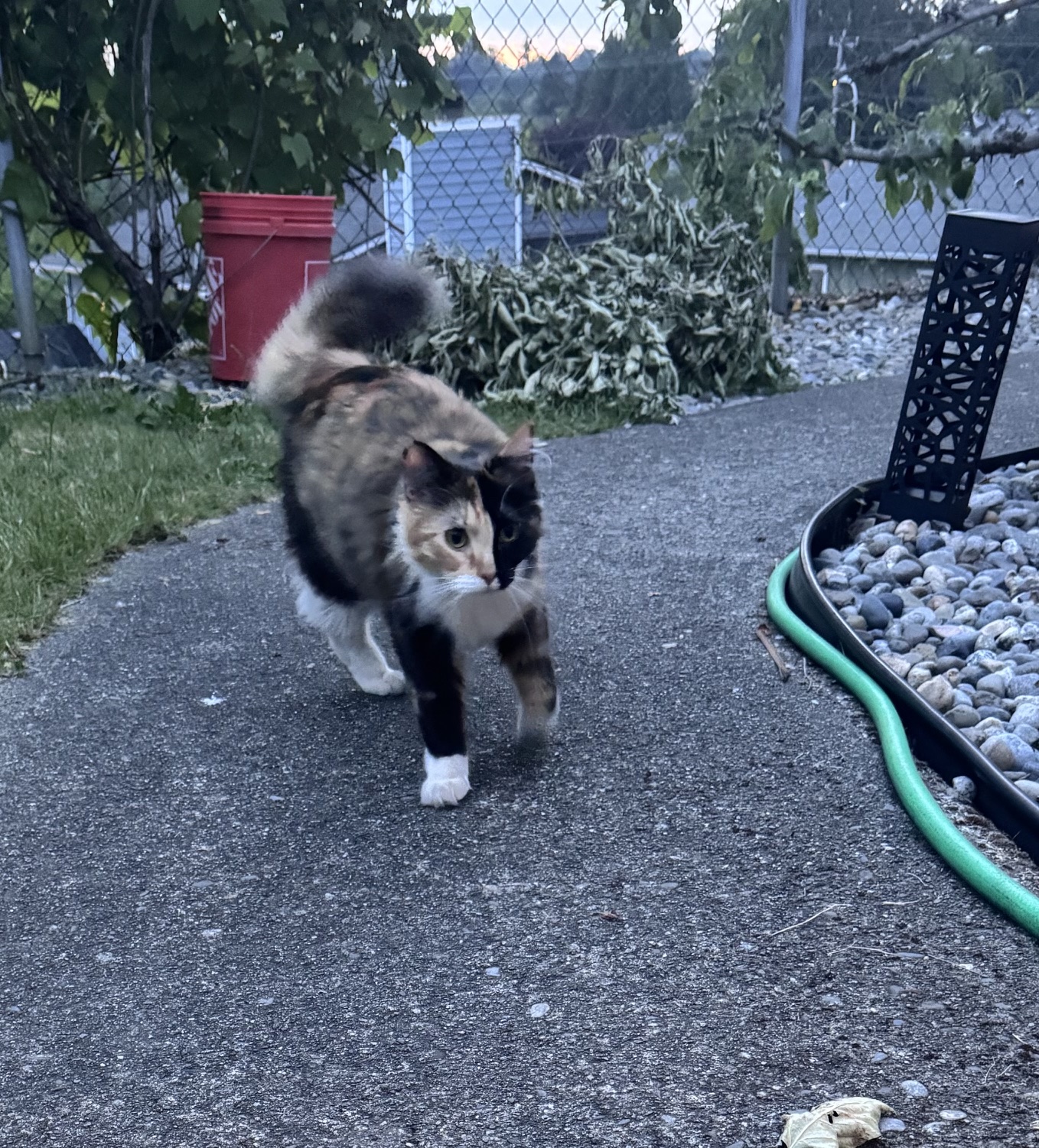West Seattle Blog… | FOUND CAT? At doorstep