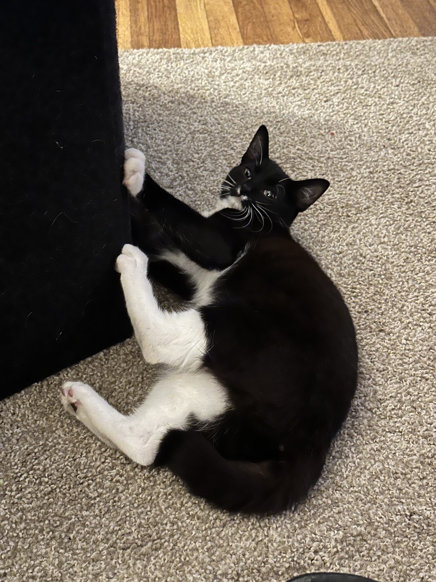 West Seattle Blog… | LOST CAT: Sweet Pea the tuxedo cat